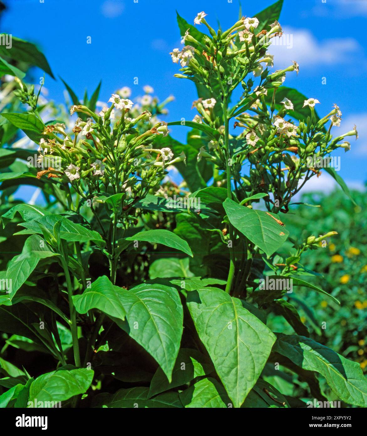 Quadrat crop hi-res stock photography and images - Alamy