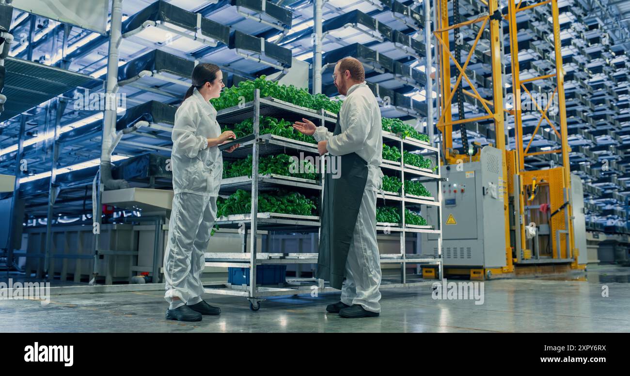 Agricultural Engineer and Young Female Scientist Discussing Basil ...