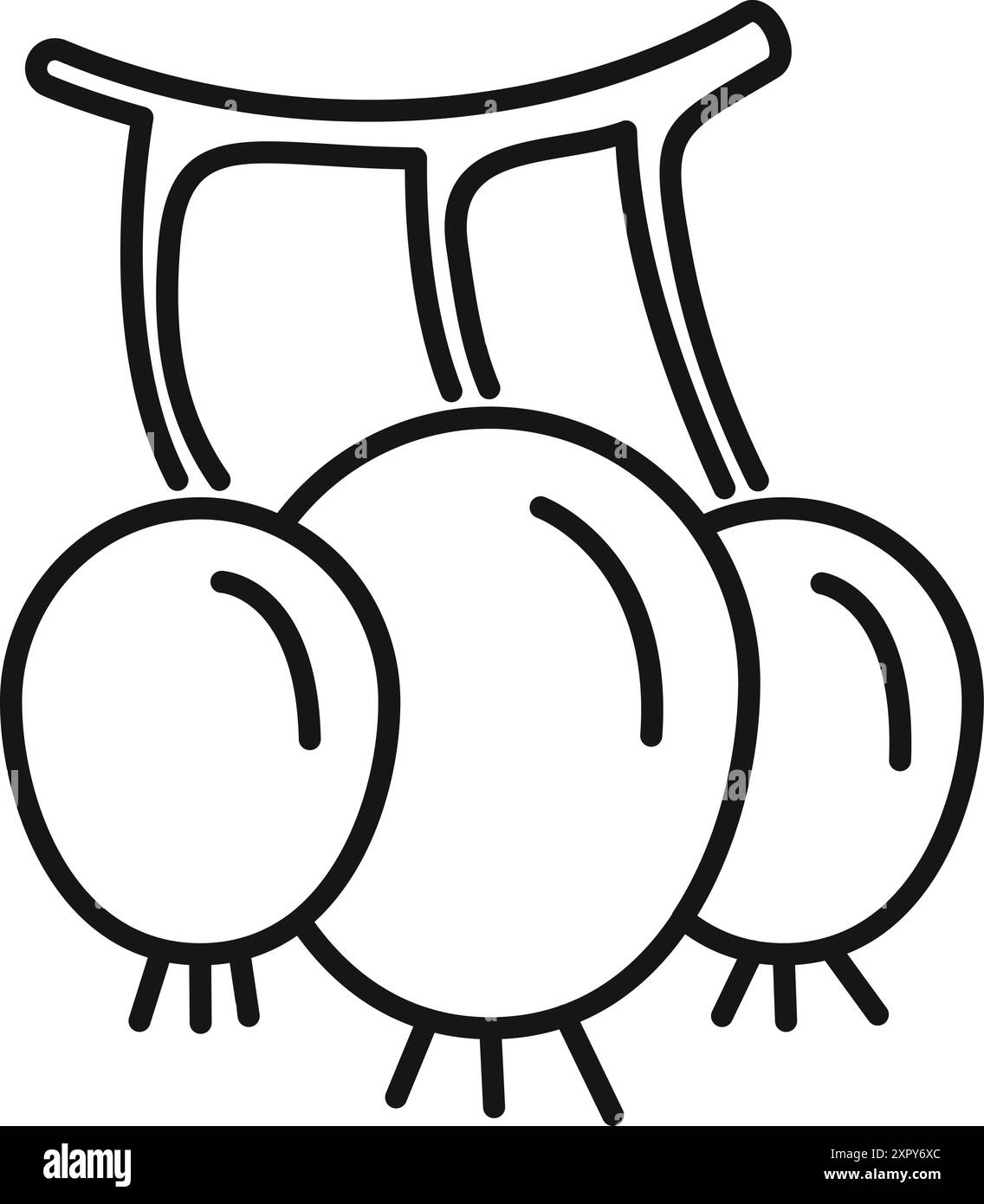 Simple line drawing of three round berries hanging from a branch Stock ...