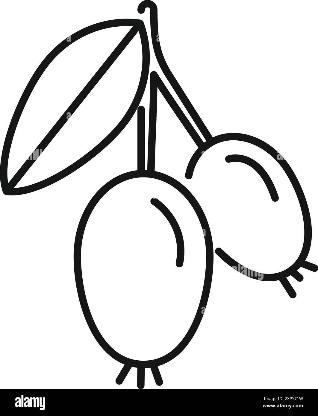 Simple line drawing of two honeyberries hanging from branch with leaf ...