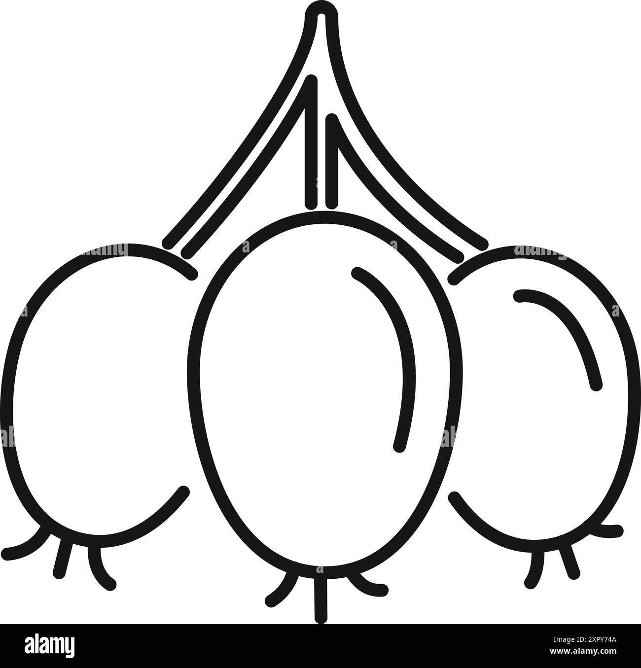 Simple line drawing of three ripe gooseberries hanging from a branch ...