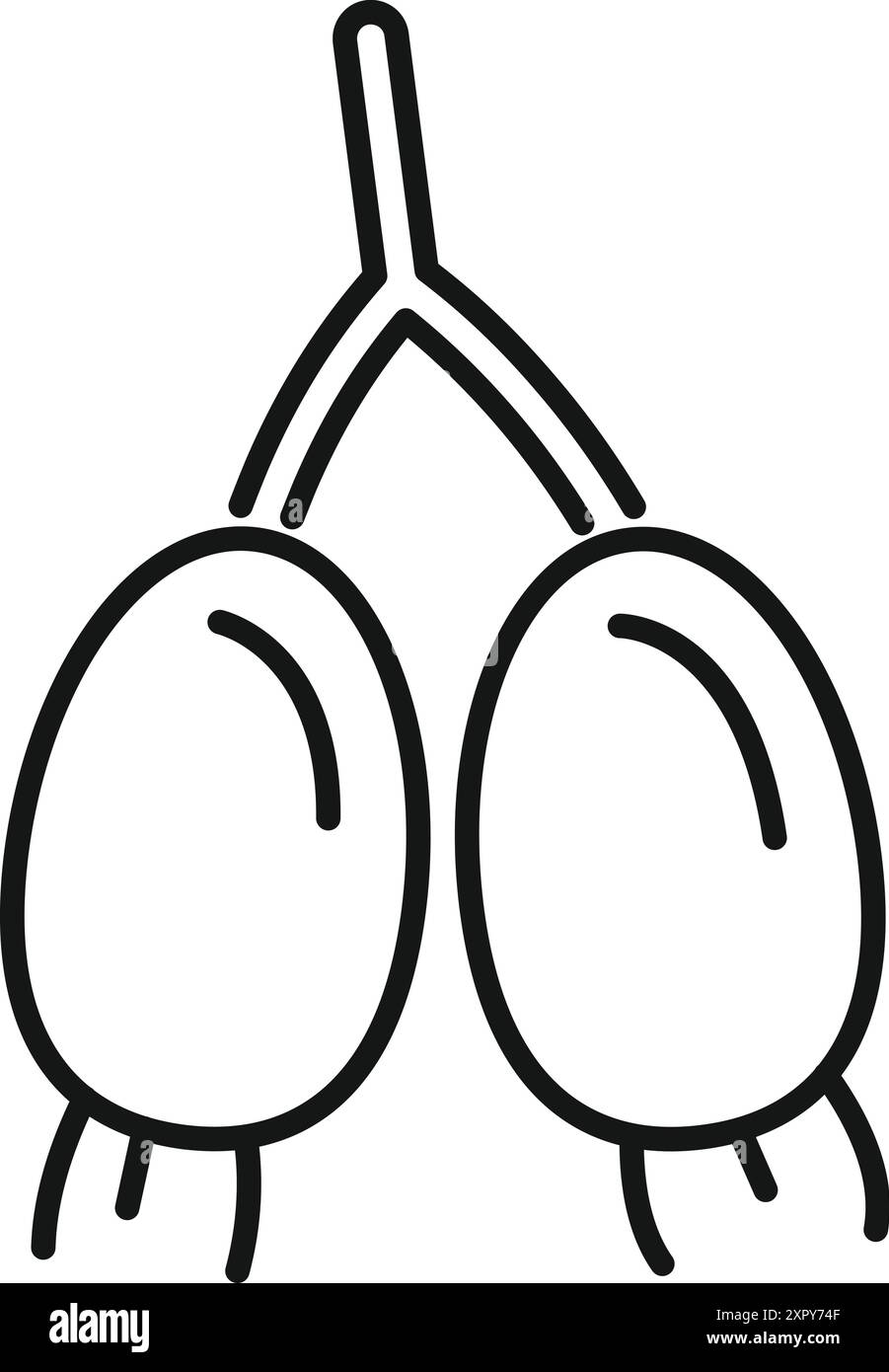 Line art icon of two honeysuckles growing together on a branch, perfect ...