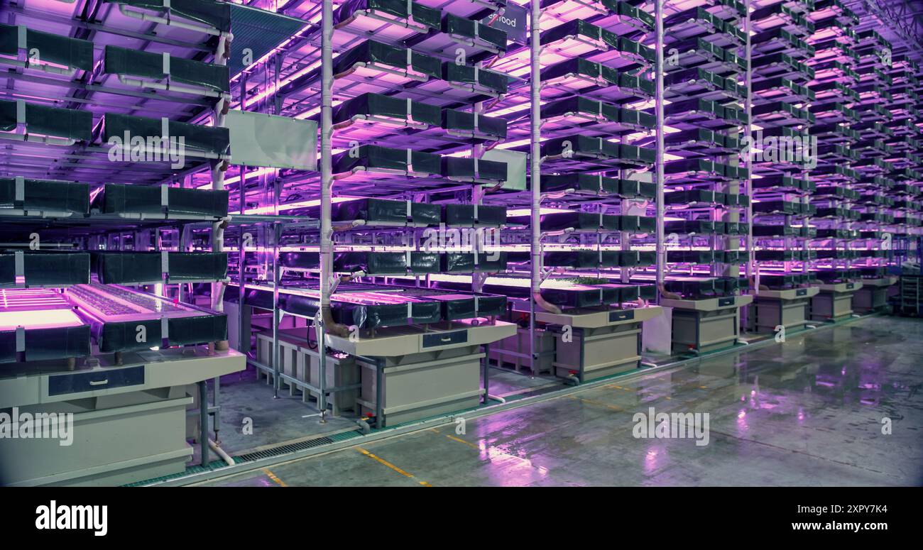Vertical Farming Under UV Light. Racks with Vertically Stacked Layers ...