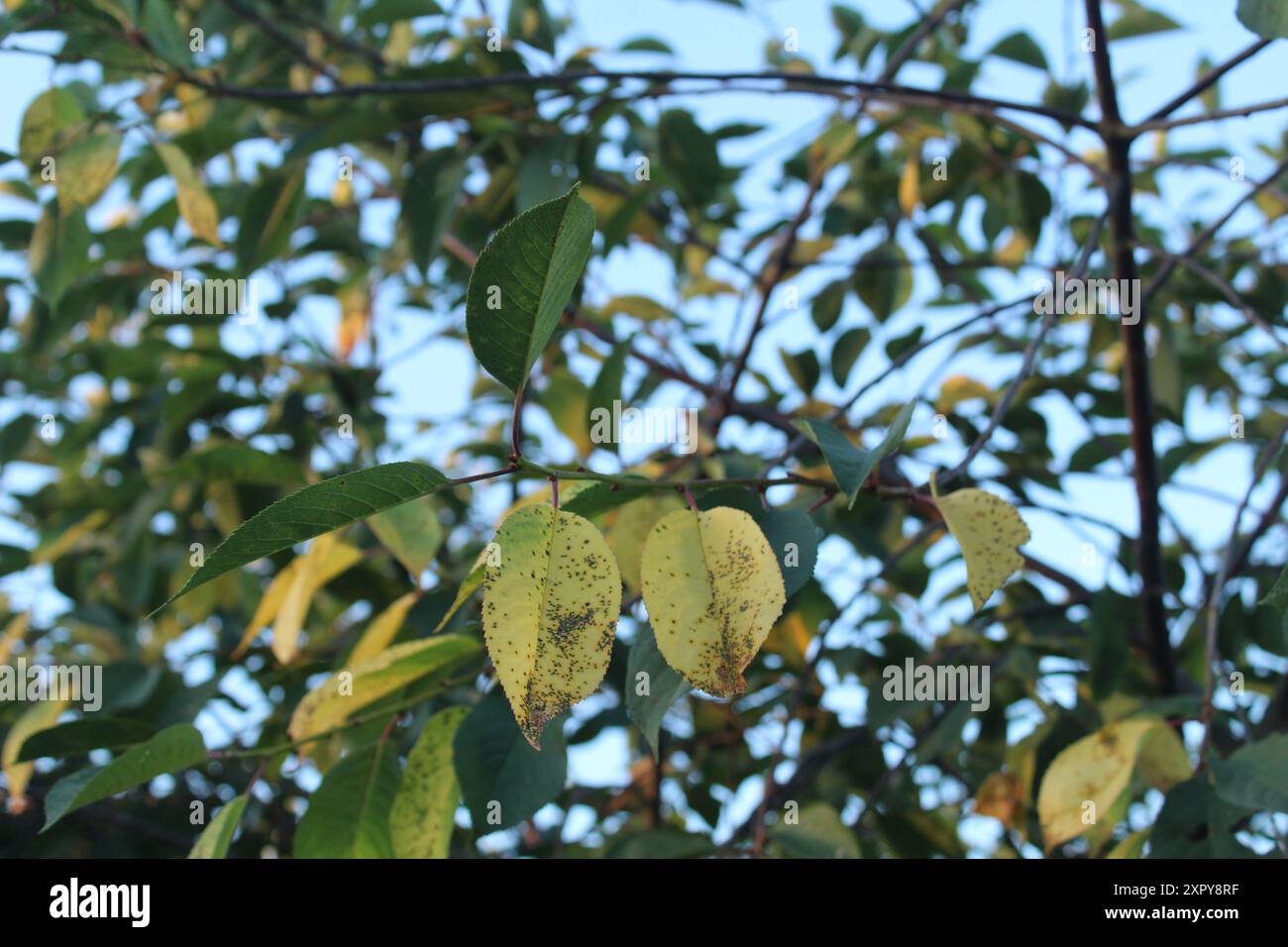 infected leaves of the tree. Treatment of trees and leaves from pests ...
