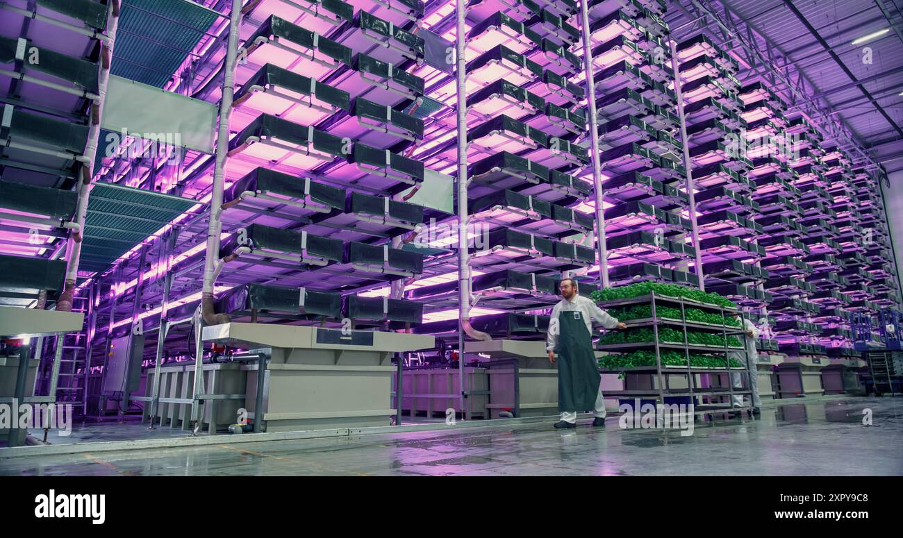 Vertical Farming Concept. Racks with Vertically Stacked Layers of Green ...