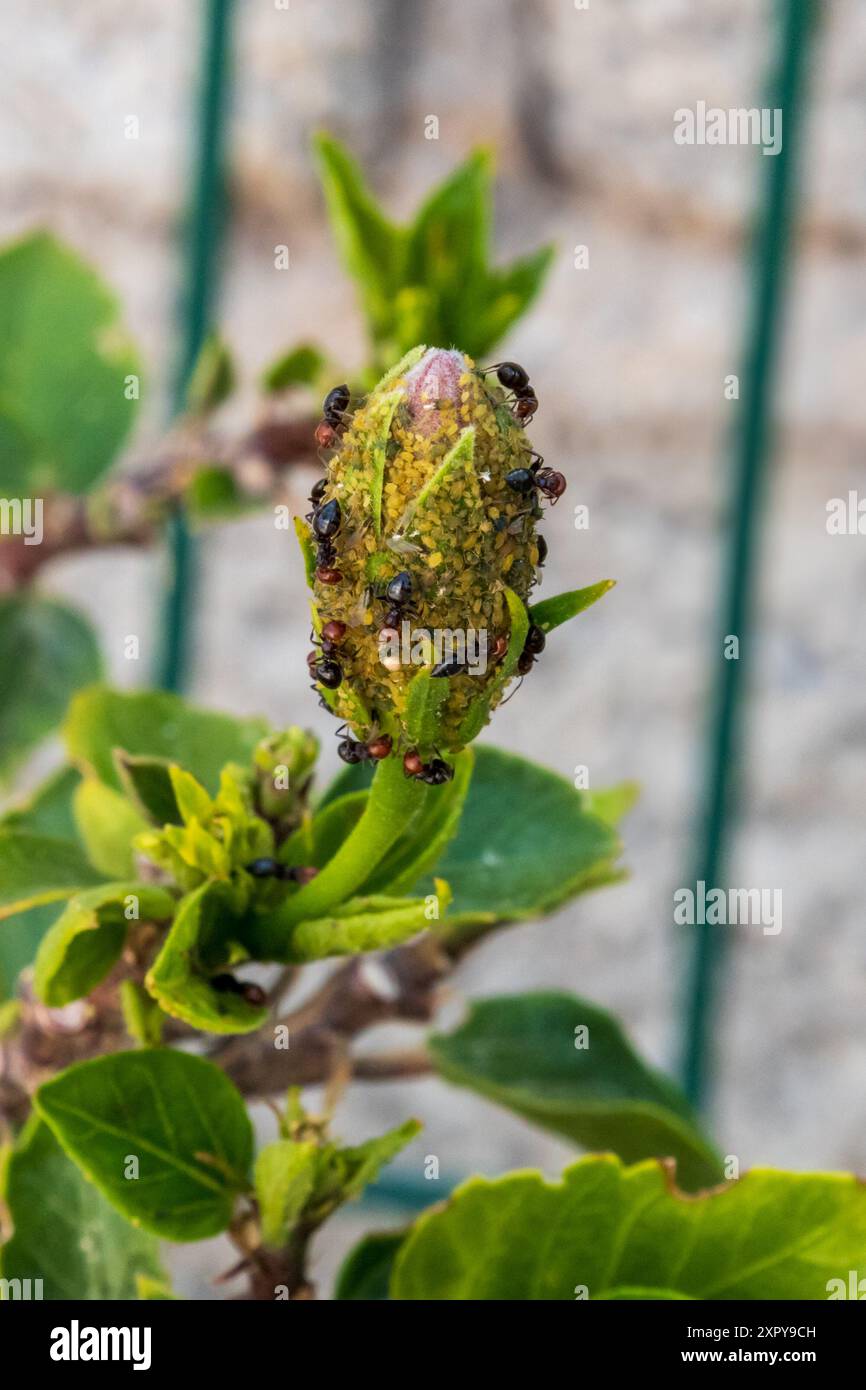 Crematogaster scutellaris, Mediterranean Acrobat Ants Farming Aphididae Aphids on a Hibiscus Bud ...