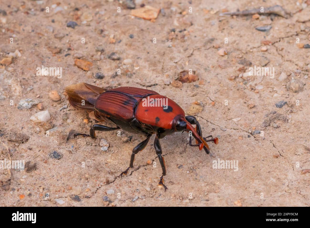 Rhynchophorus ferrugineus, Red Palm Weevil Stock Photo - Alamy