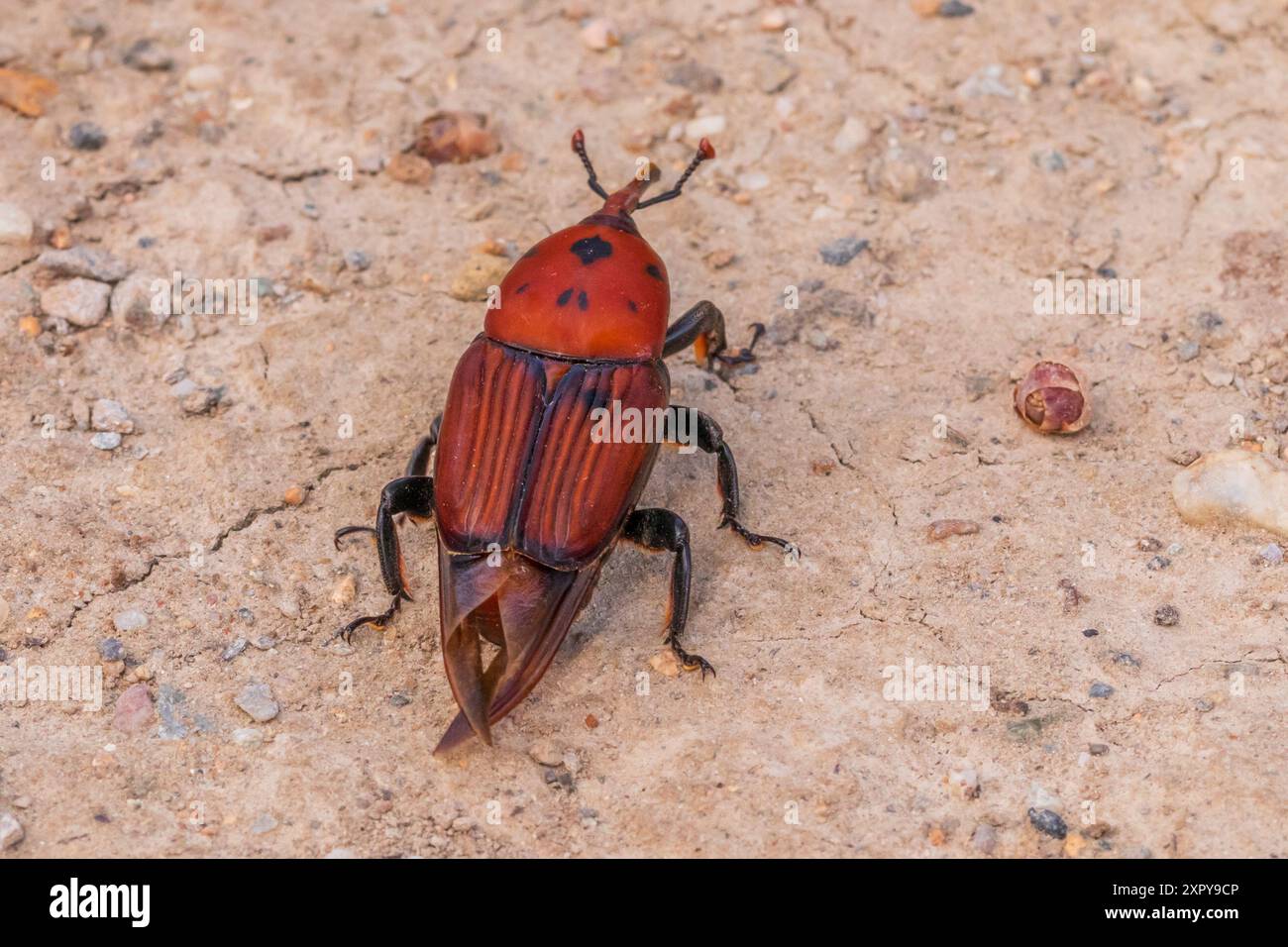 Rhynchophorus ferrugineus, Red Palm Weevil Stock Photo - Alamy