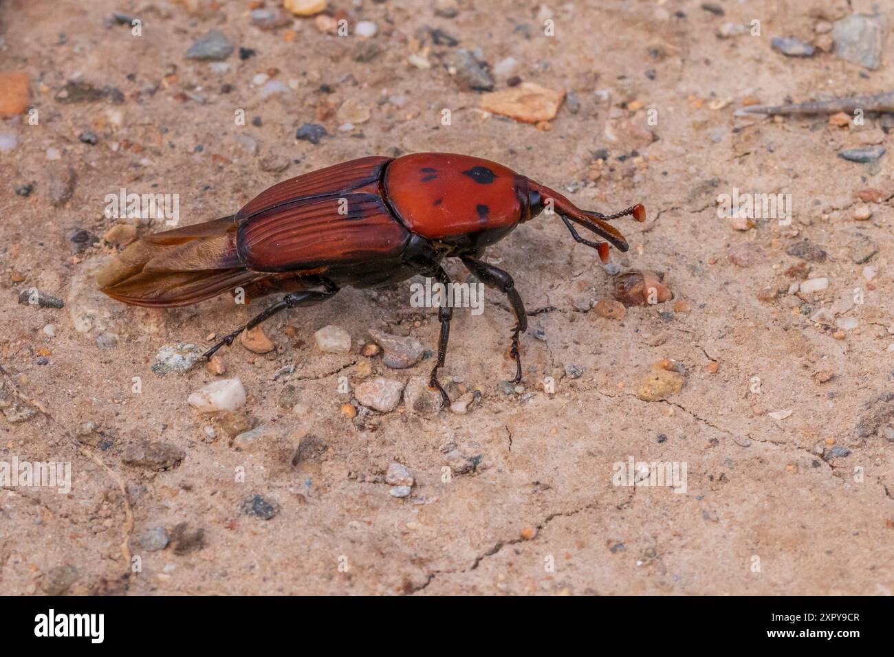 Rhynchophorus ferrugineus, Red Palm Weevil Stock Photo - Alamy