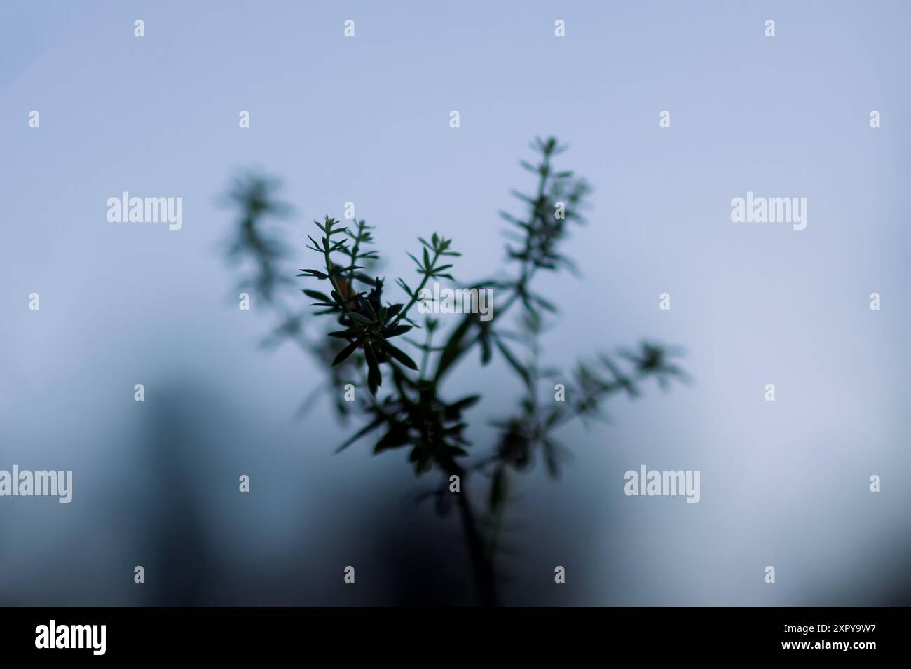 Juniper plant in a fog Stock Photo - Alamy