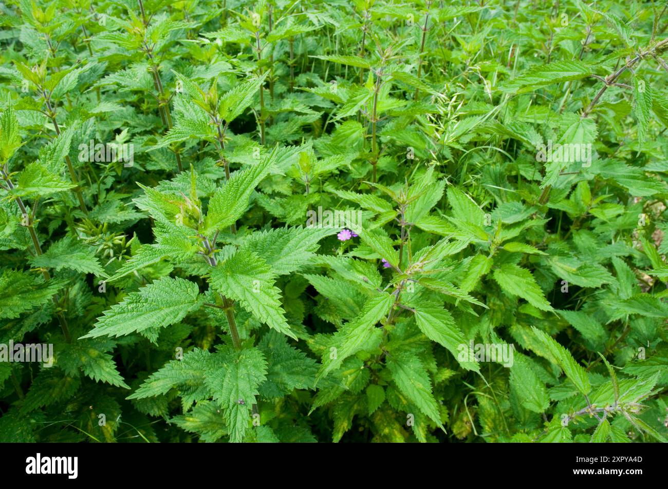 Bed of nettles Stock Photo - Alamy