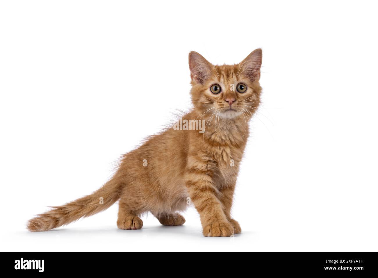 Cute little red house cat kitten, standing side ways. Looking beside ...