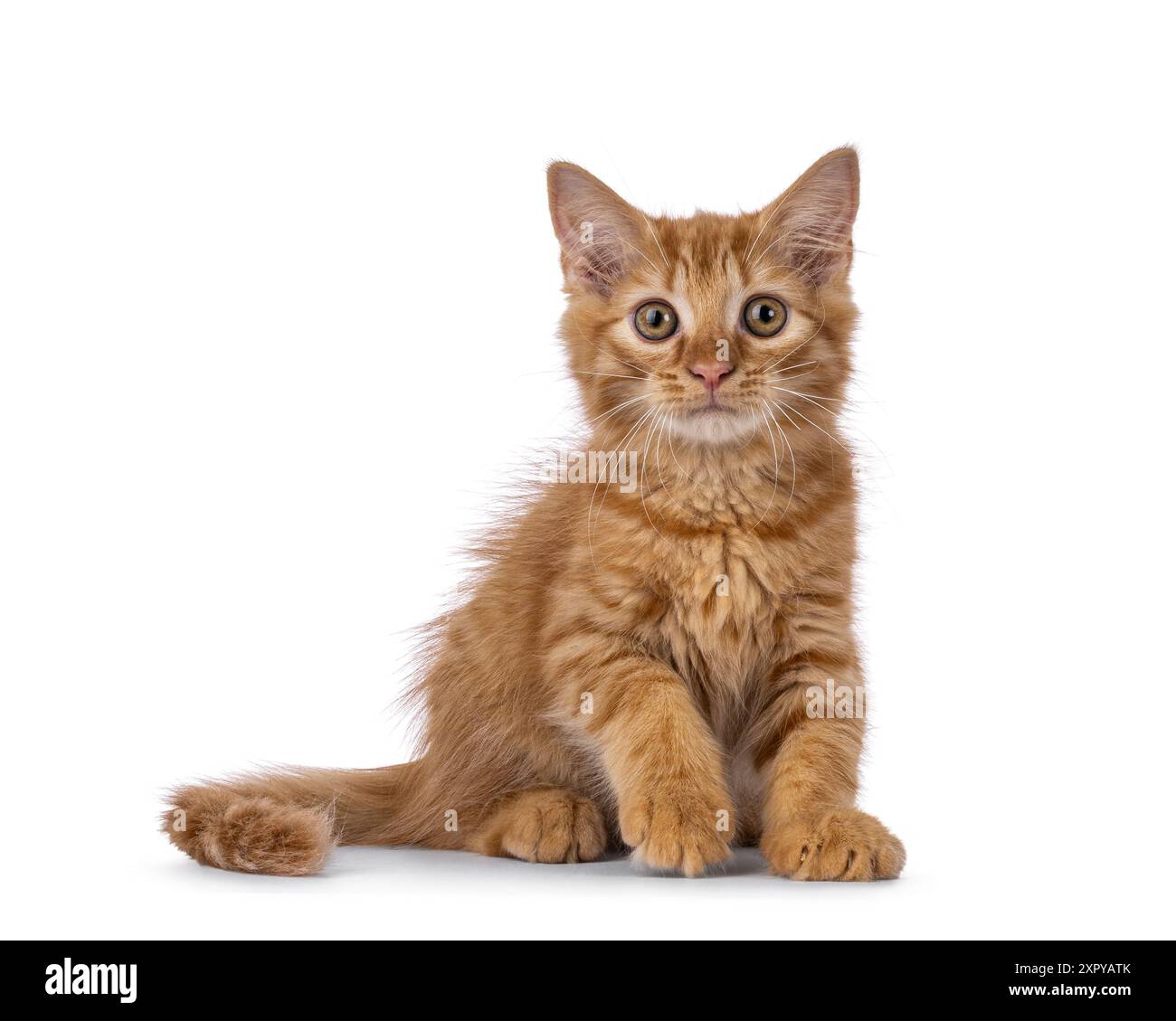 Cute little red house cat kitten, sitting up facing front. Looking ...