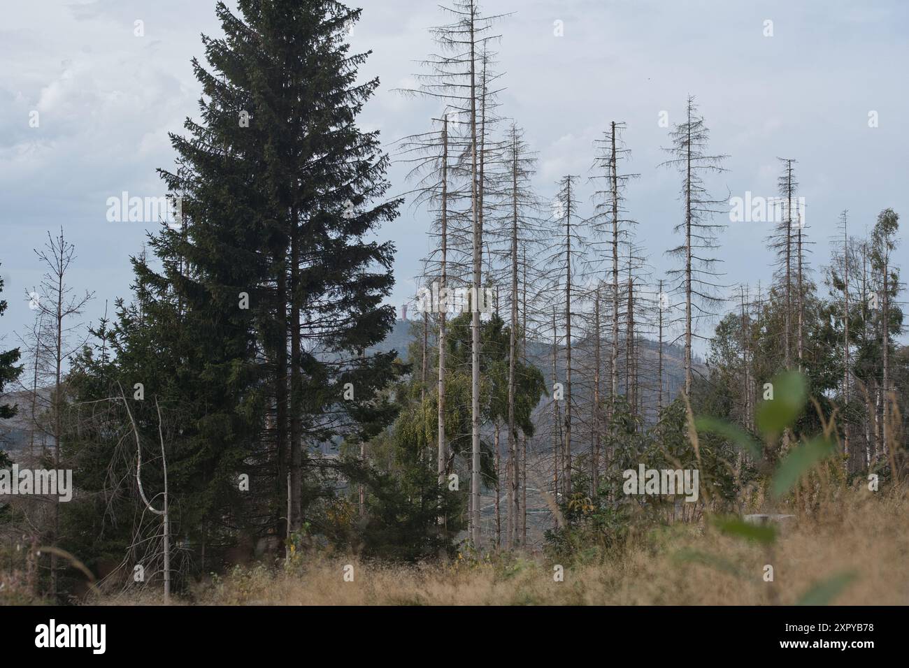 Causes of deforestation hi-res stock photography and images - Alamy