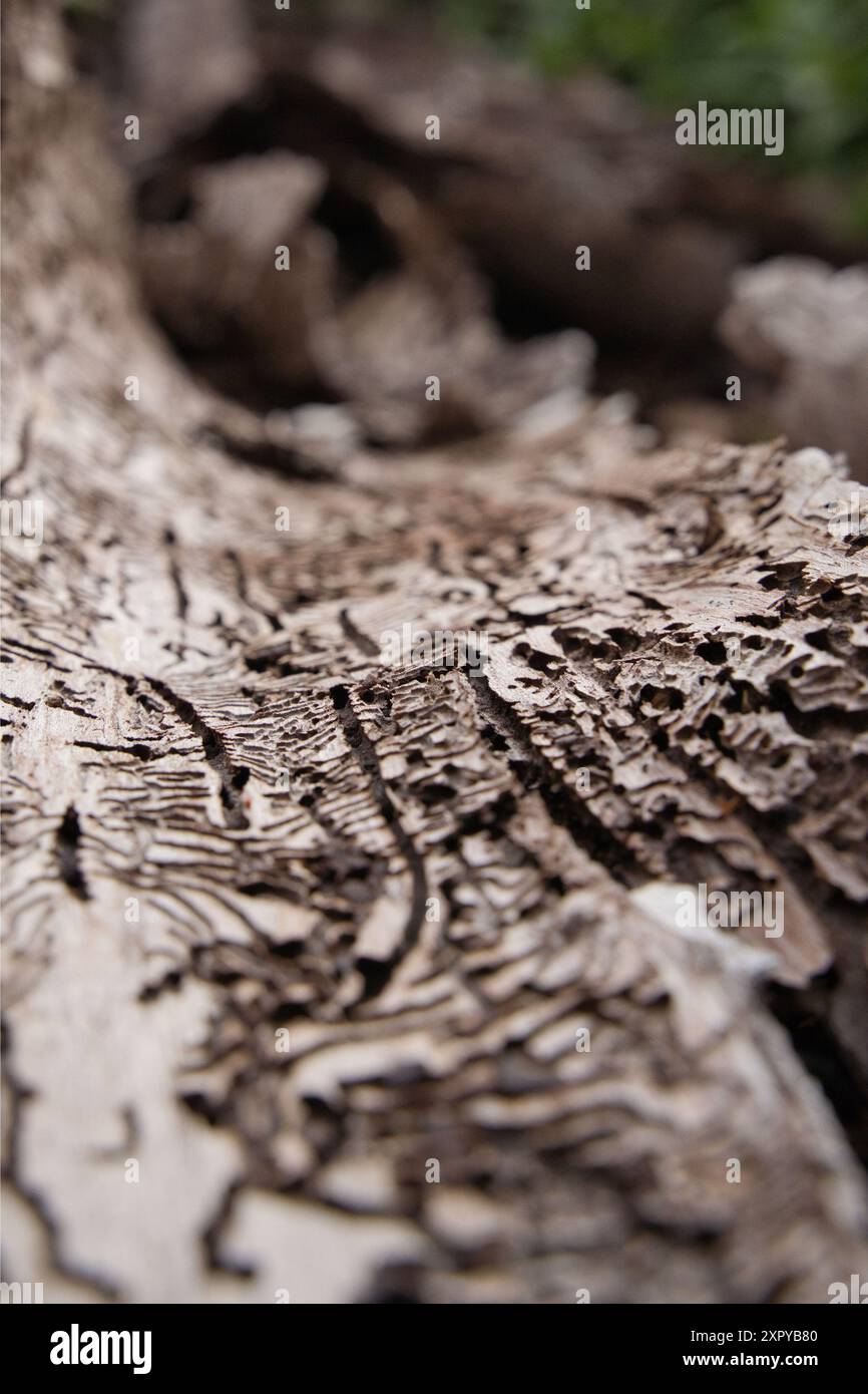 Traces of the bark beetle in the bark of a tree Stock Photo - Alamy