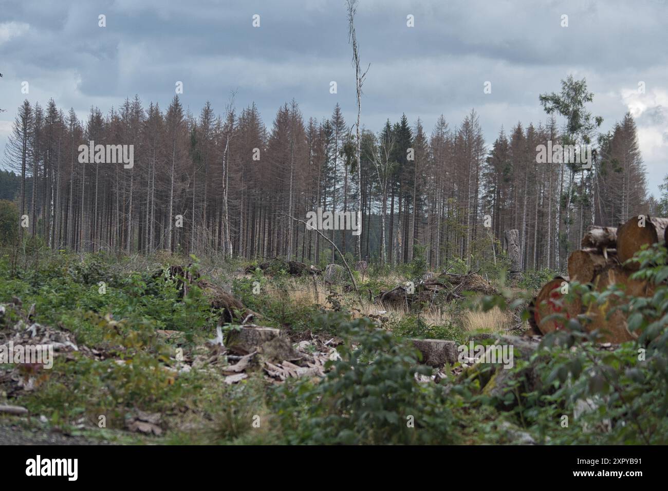 new greenery in front of withered trees Stock Photo - Alamy