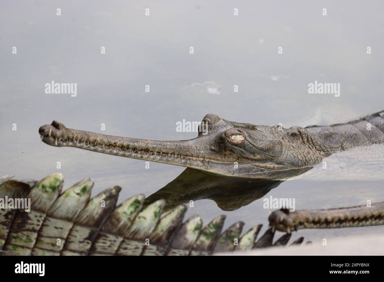 The crocodile at the Crocodile Breeding Center within Bardia National ...