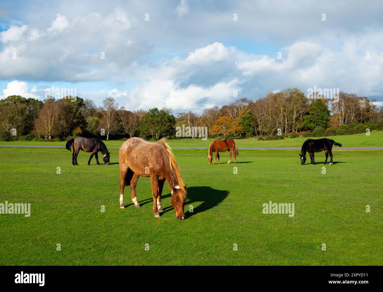 New Forest Ponies grazing near Lyndhurst village, New Forest, Hampshire ...