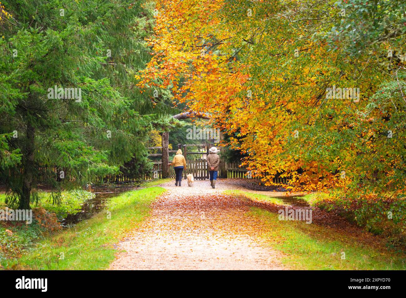 Autumn colours in Blackwater Arboretum, New Forest National Park ...
