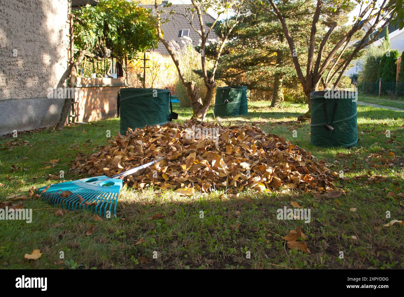 a pile of leaves with a rake and three leaf bags in the garden Stock ...
