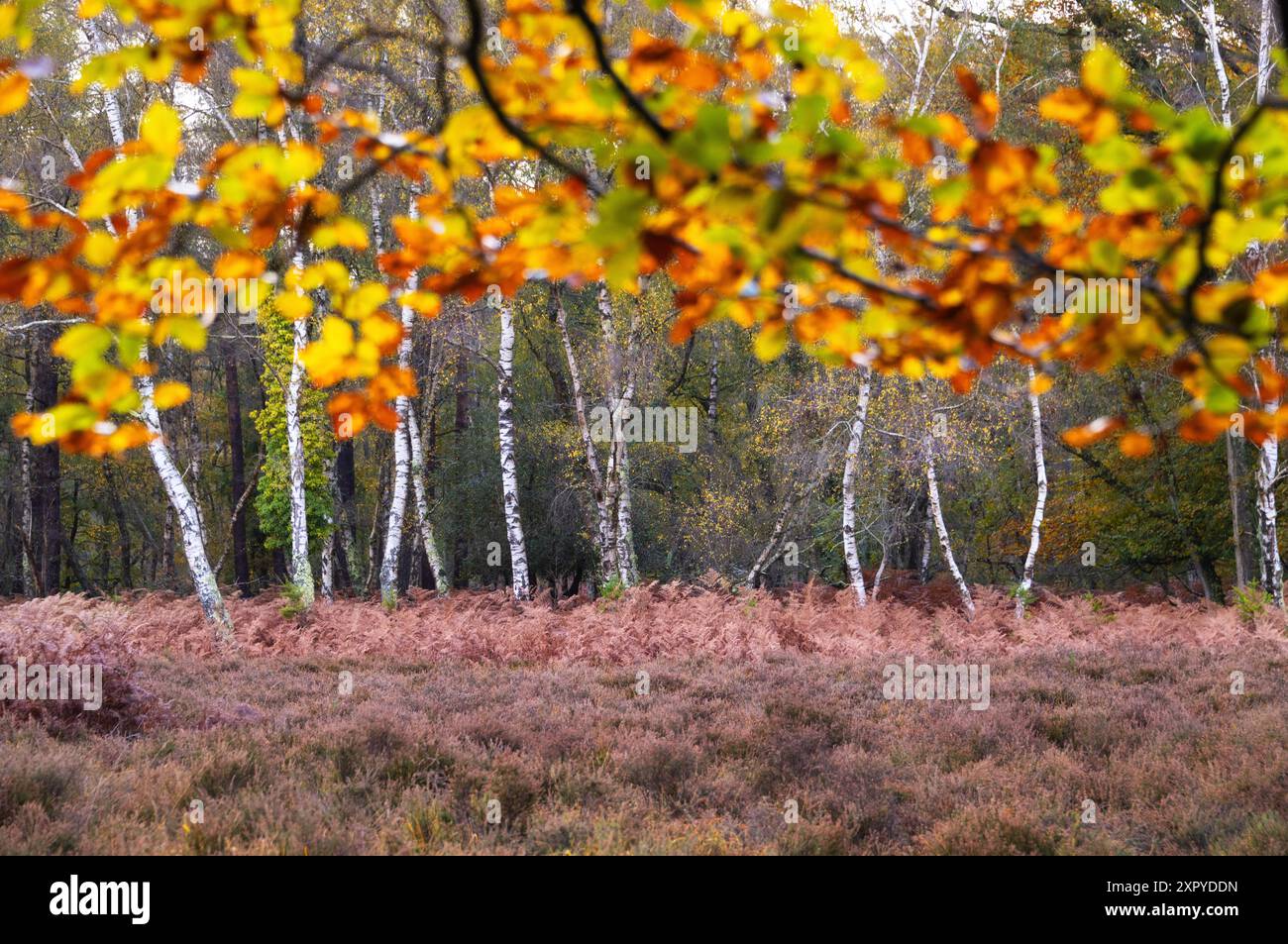 Autumnal Colours In New Forest National Park Hampshire England Stock autumnal-colours-in-new-forest-national-park-hampshire-england-stock