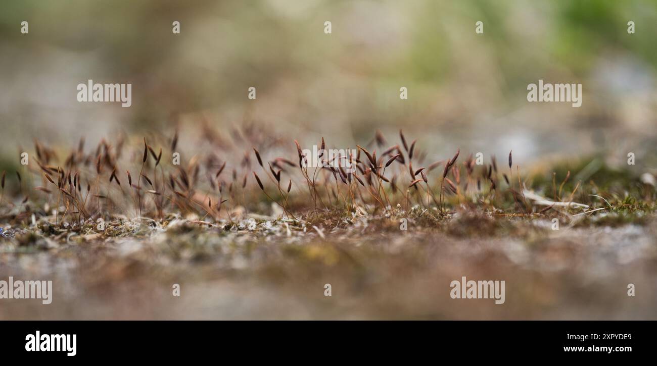 Macro photograph of moss seeds Stock Photo - Alamy
