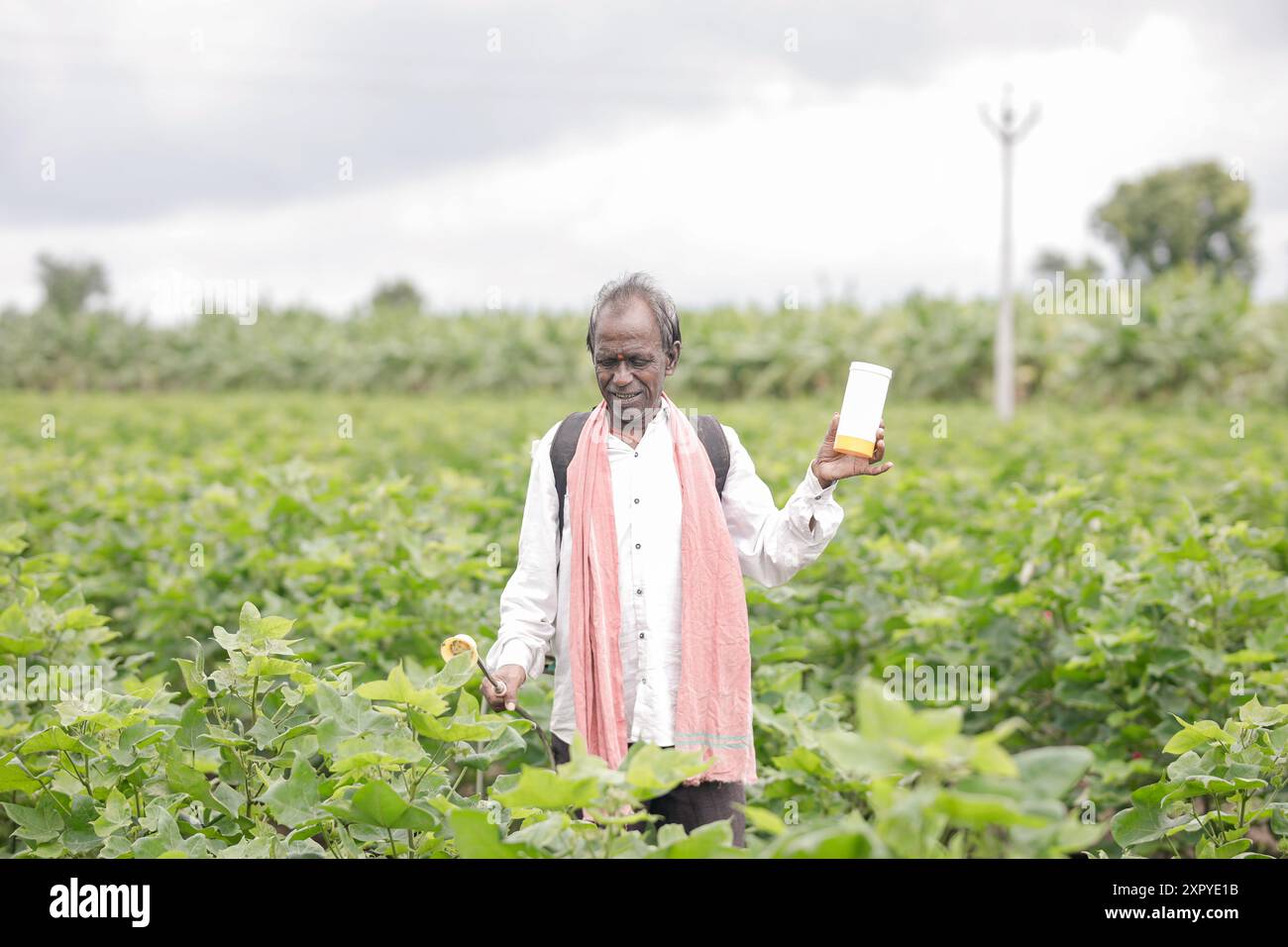 Indian farmer working on farm field, spraying fertilizer on soil and ...