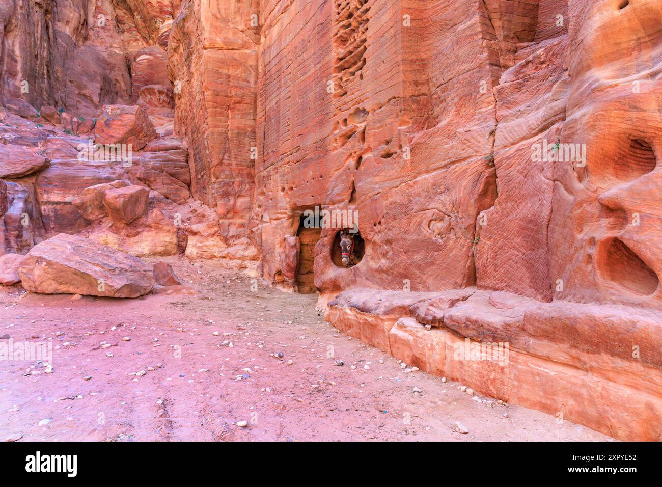 A donkey or mule among the ruins of Petra, an ancient Nabataean city in ...