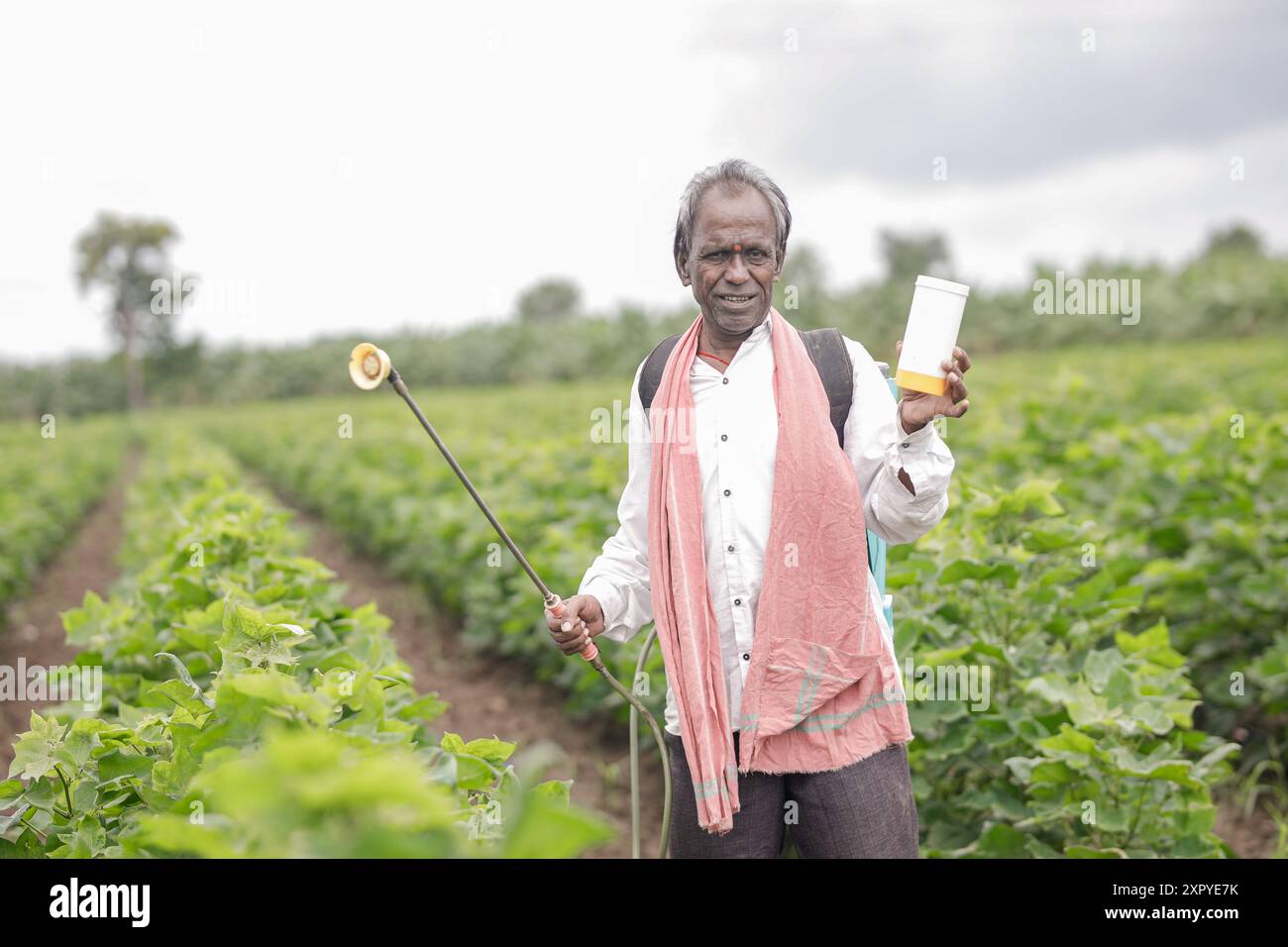 Indian farmer working on farm field, spraying fertilizer on soil and ...