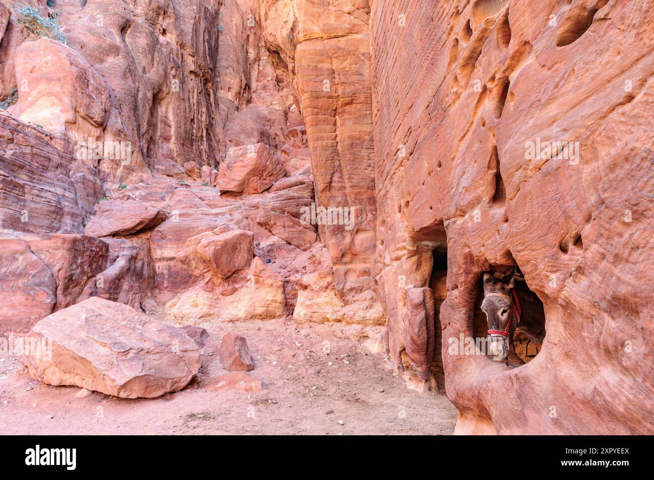 A donkey or mule among the ruins of Petra, an ancient Nabataean city in ...