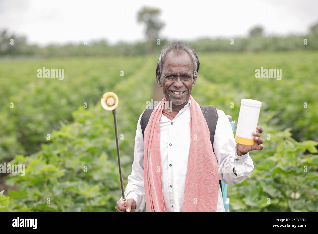 Indian farmer working on farm field, spraying fertilizer on soil and ...