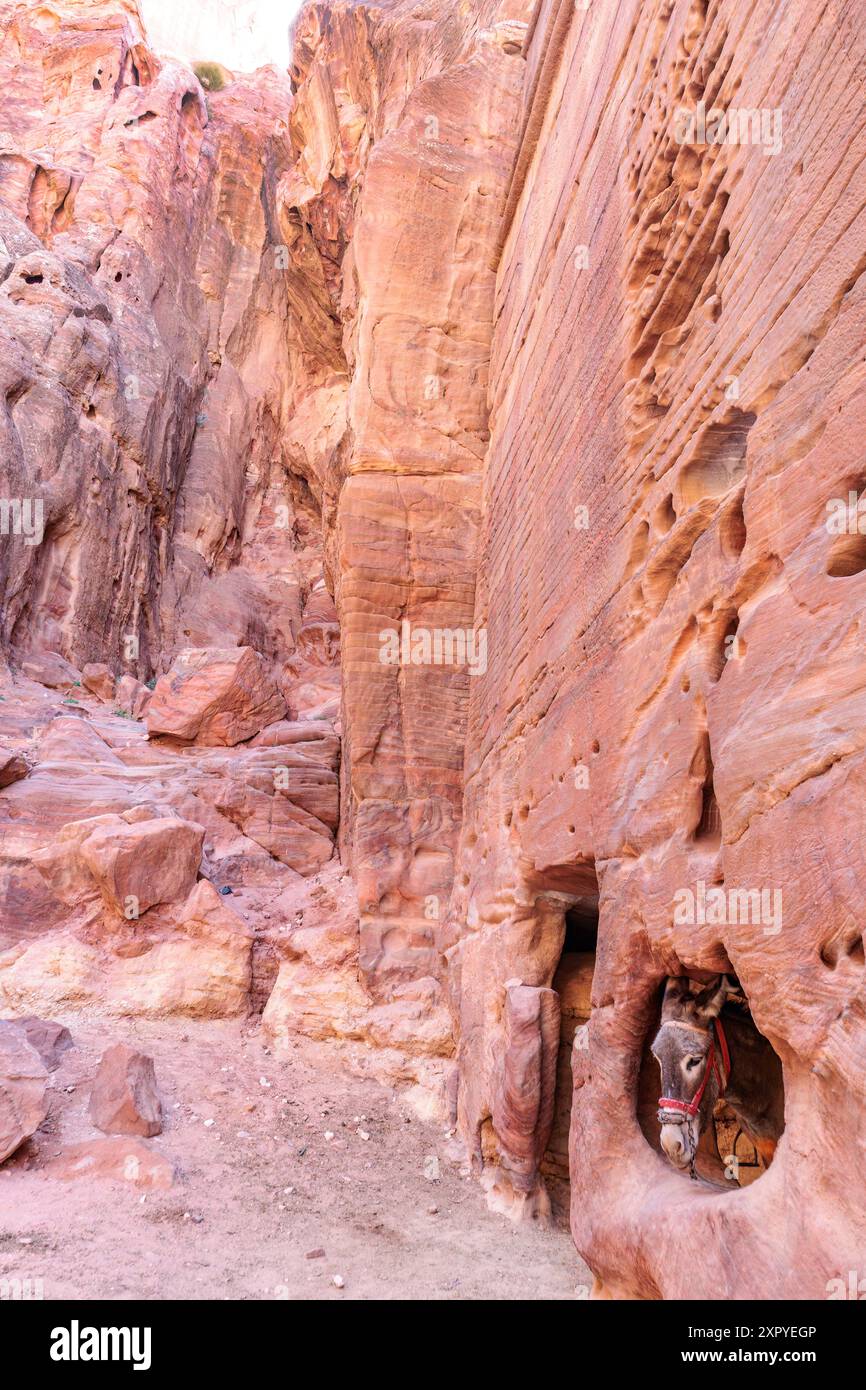 A donkey or mule among the ruins of Petra, an ancient Nabataean city in ...