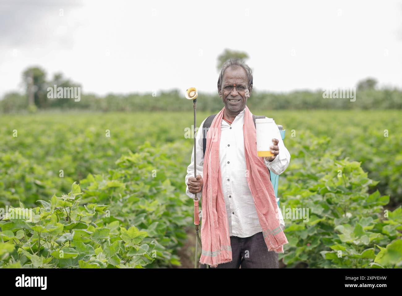 Indian farmer working on farm field, spraying fertilizer on soil and ...