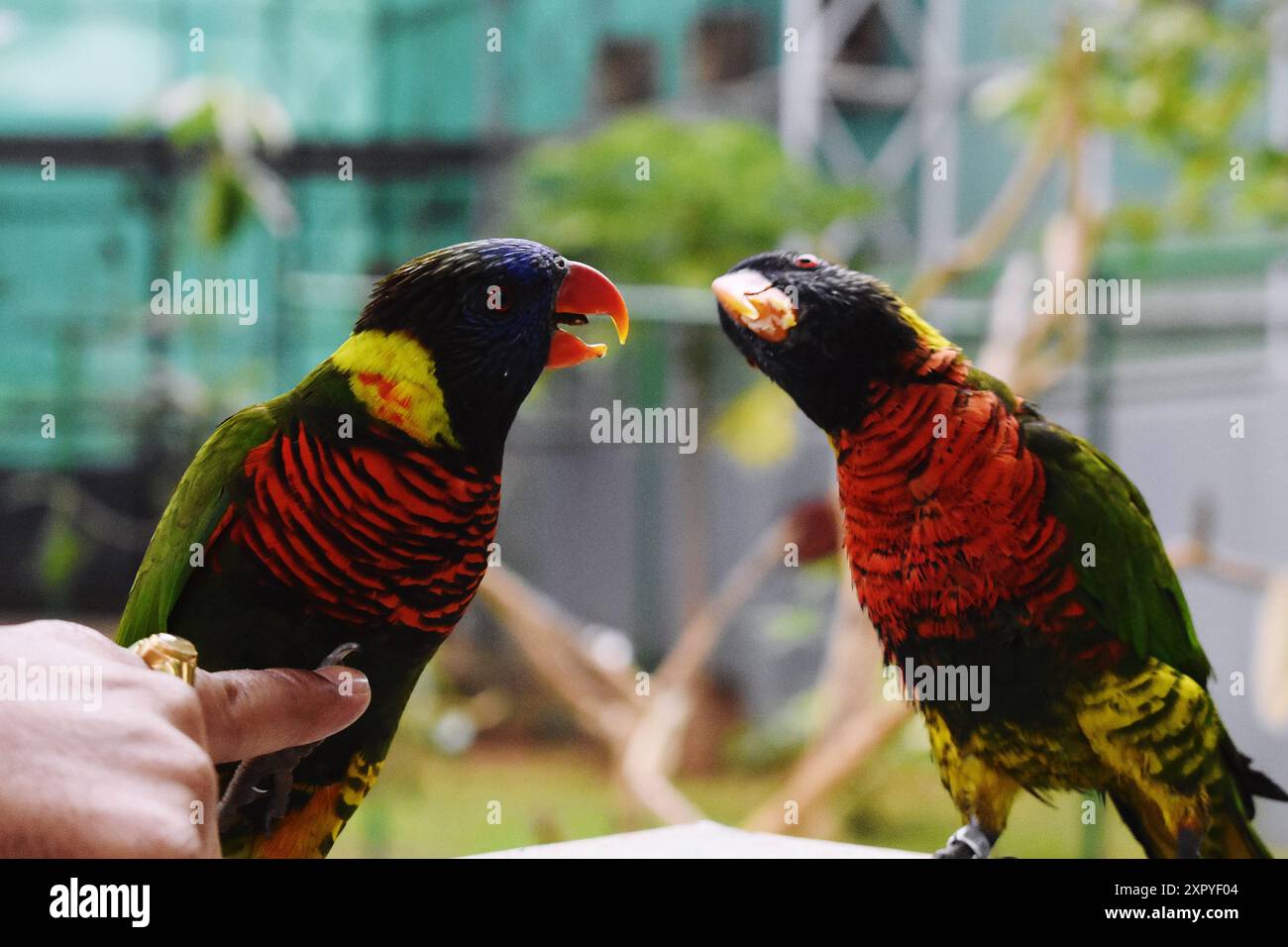 Indoor aviary hi-res stock photography and images - Alamy