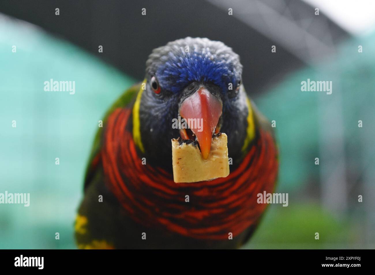 A colorful parrot eating a piece of food while perched in a natural ...
