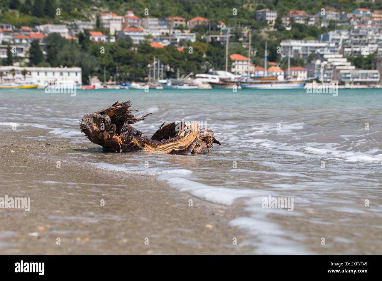 Root washed up by the sea lies on the beach Stock Photo - Alamy