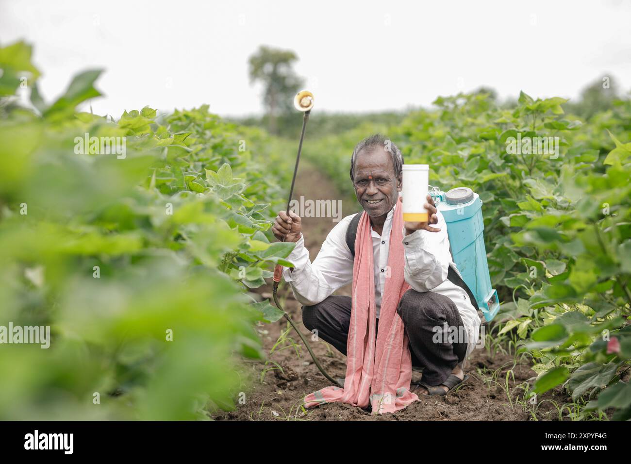 Indian farmer working on farm field, spraying fertilizer on soil and ...
