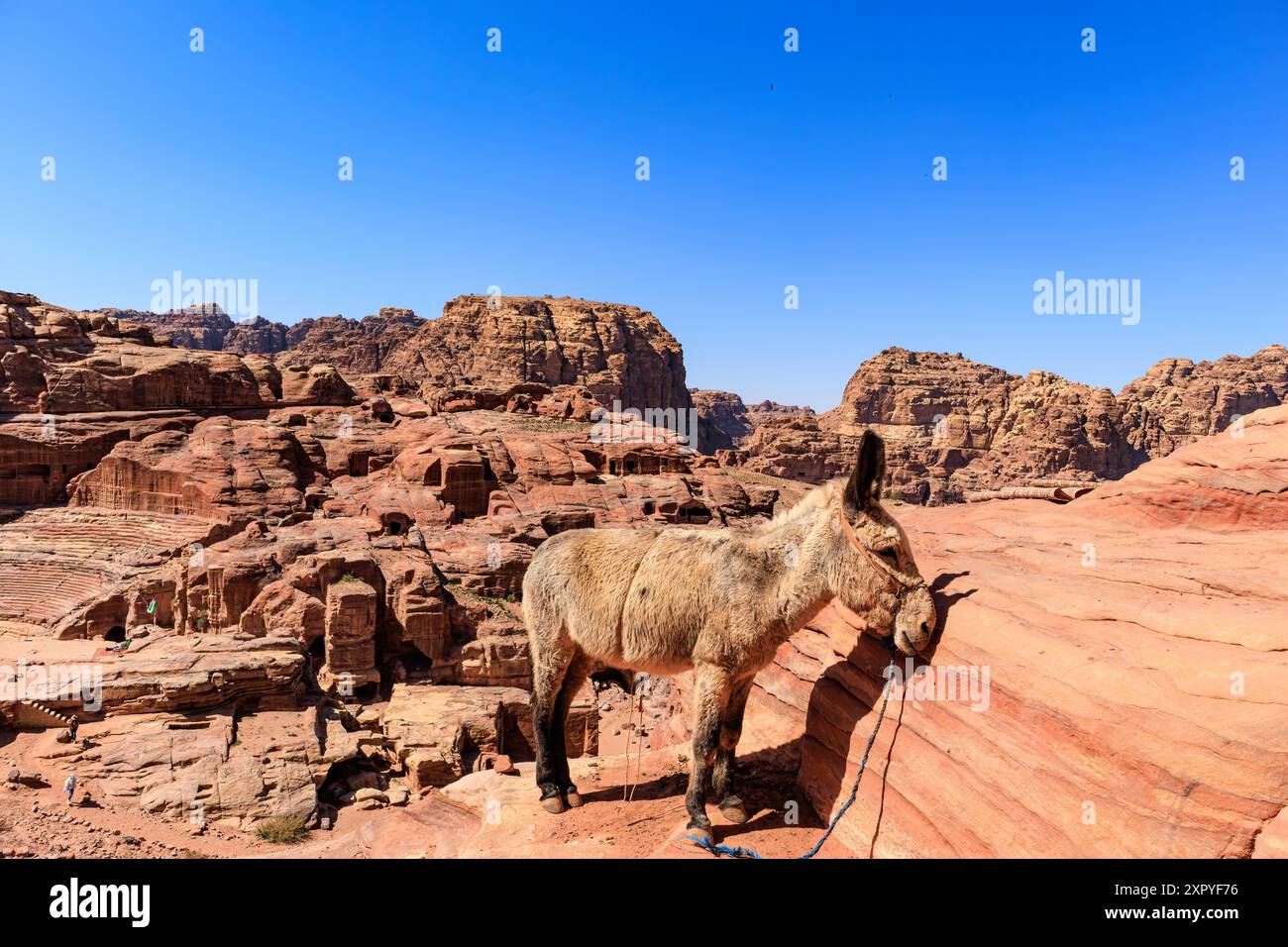 A donkey or mule among the ruins of Petra, an ancient Nabataean city in ...
