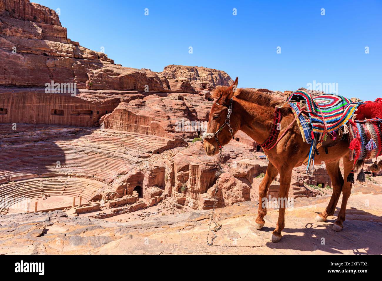 A donkey or a mule against the background of the ruins of the ...