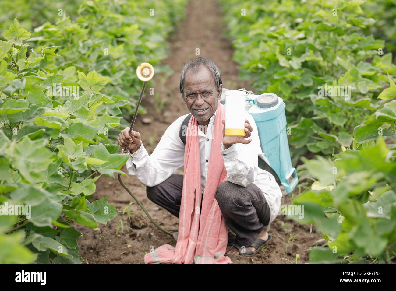 Indian farmer working on farm field, spraying fertilizer on soil and ...