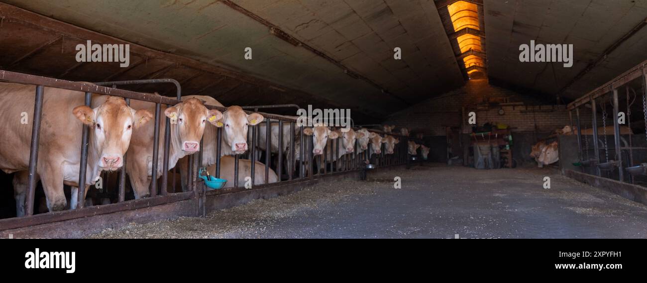 long row of light brown cows inside barn on farm in the netherlands ...