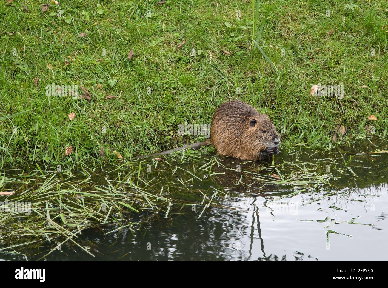 Nutria holds food in paws hi-res stock photography and images - Alamy