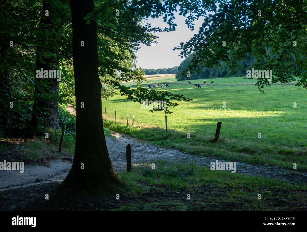 black and white grazing cows in hilly landscape of berg en dal near ...