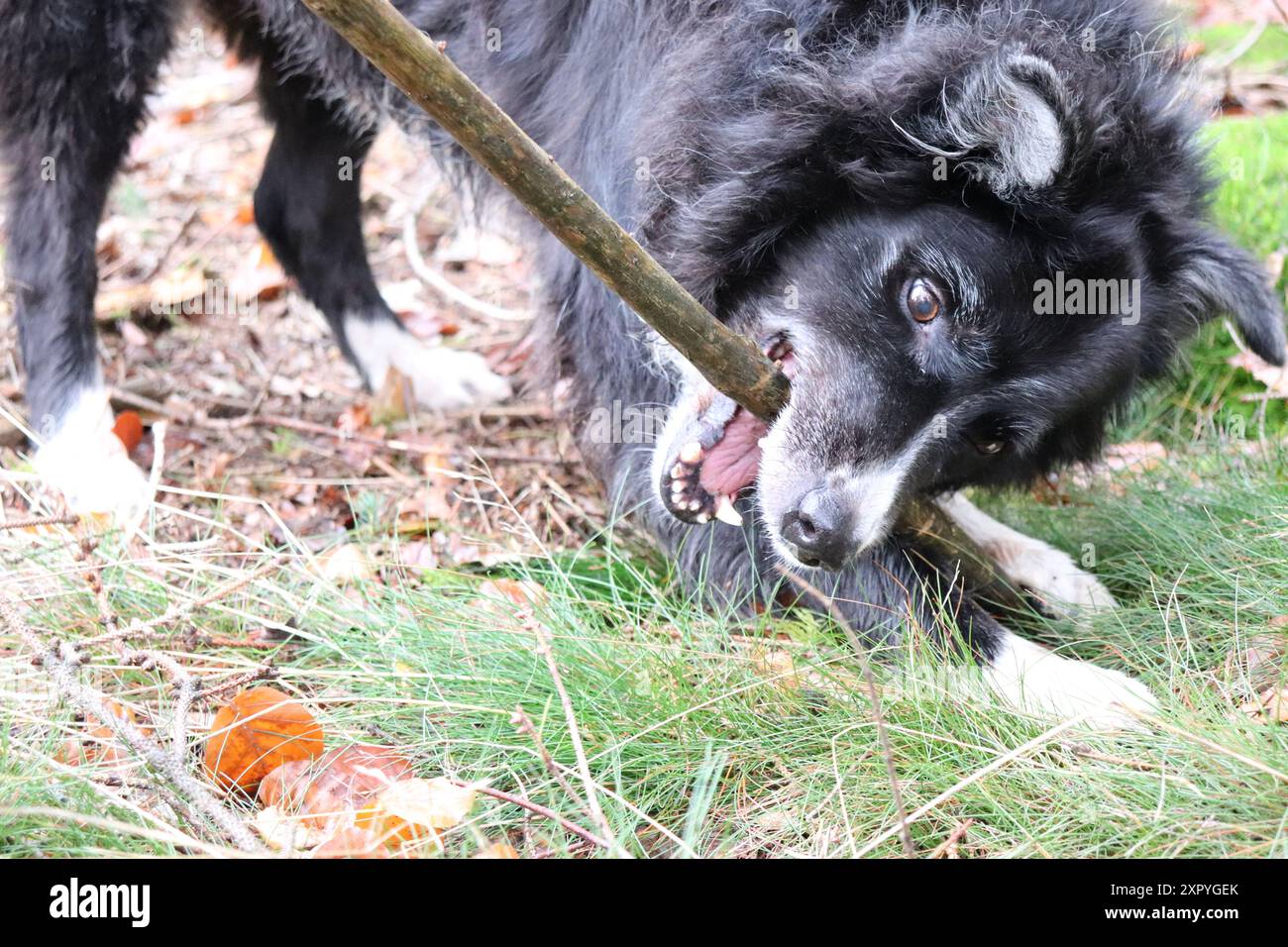 Hund wedeln hi-res stock photography and images - Alamy