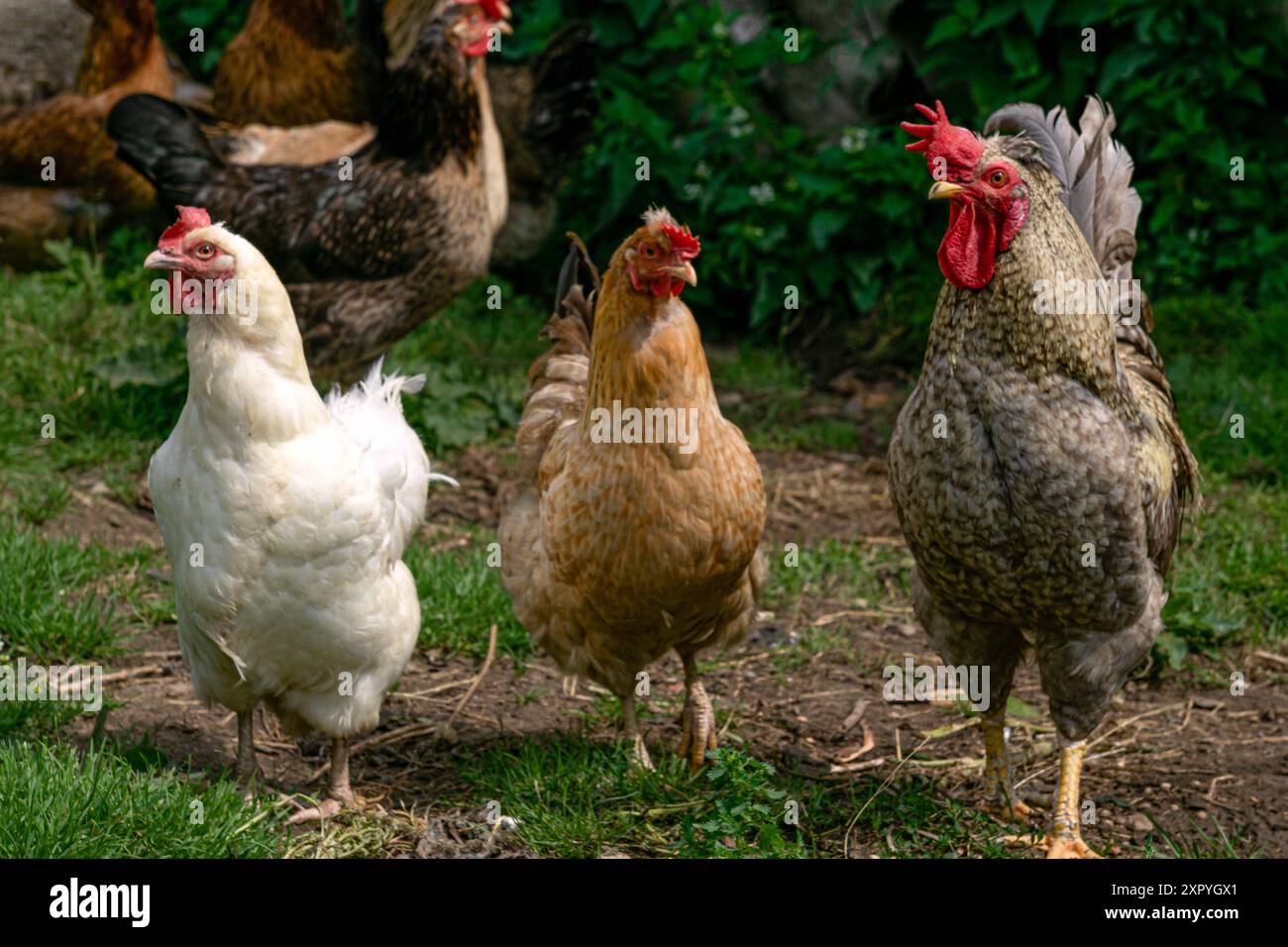 Domestic chickens in yard hi-res stock photography and images - Alamy