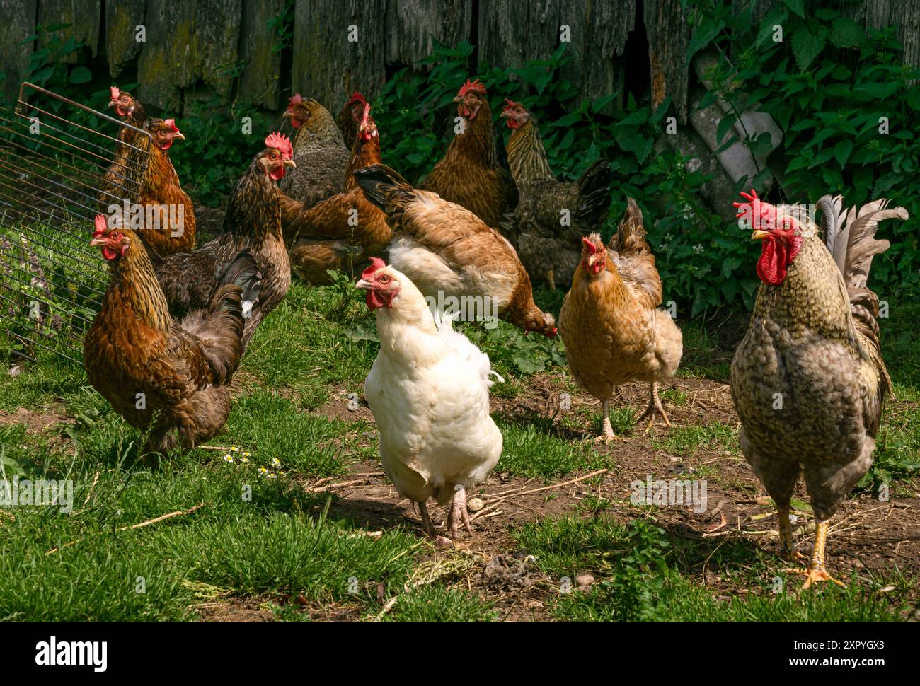 A group of chickens are walking in a village yard Stock Photo - Alamy
