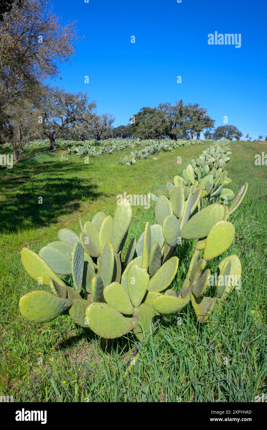 Prickly pear cactus farm crop field, Alentejo, Portugal Stock Photo - Alamy