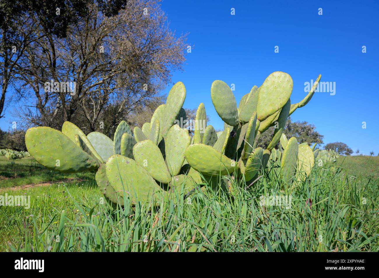 Prickly pear cactus farm crop field, Alentejo, Portugal Stock Photo - Alamy