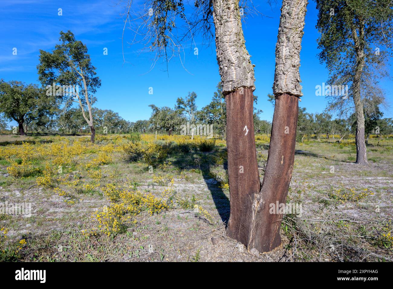 Cork Oak (Quercus suber) with its bark recently harvested in meadow ...