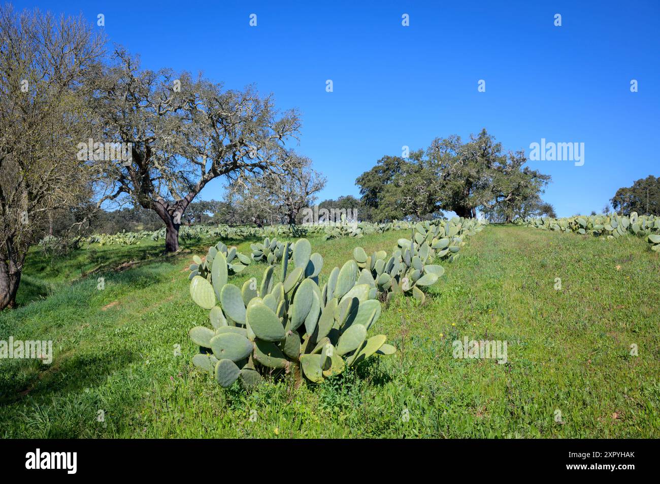 Prickly pear cactus farm crop field, Alentejo, Portugal Stock Photo - Alamy